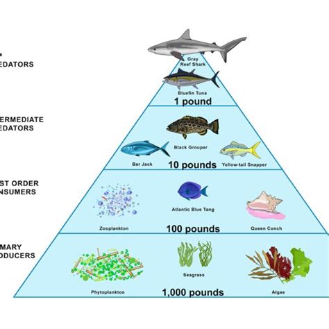 Marine Biome Food Web Science Talk Birds And The Marine Food Web