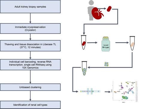 Jci Insight Single Cell Transcriptomics Identifies Focal Segmental Glomerulosclerosis