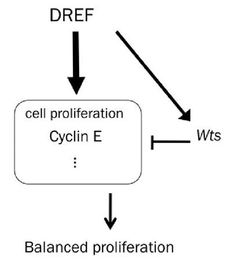 Model Of Balanced Cell Proliferation Via The Dredref System Dredref
