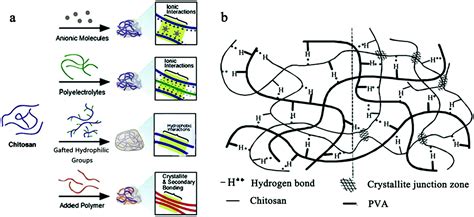Chitosan Based Hydrogels From Preparation To Biomedical 42 Off