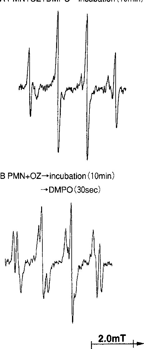 Figure 1 From Spin Trapping Detection Of Superoxides In Polymorphonuclear Leukocytes Stimulated