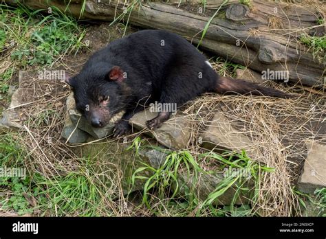 A Tasmanian Devil Laying At The Entrance To Its Den At Tasmanian Devil