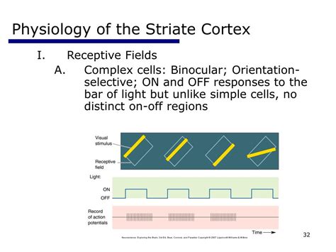 Ppt The Visual System Powerpoint Presentation Free Download Id 5742749