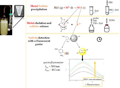 visual summary of the analytical workflow download scientific diagram