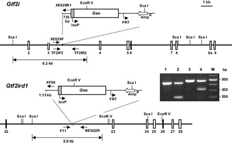 Inactivation Of Gtf2ird1 And Gtf2i Using The Gene Trap Strategy Download Scientific Diagram