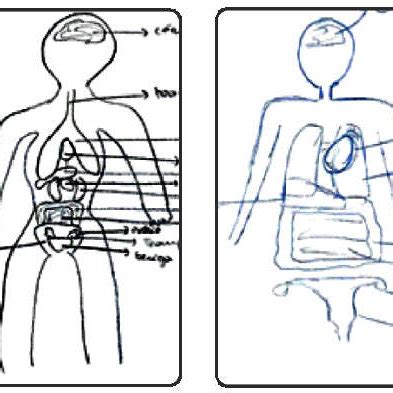 A Phase II Presence Of Male Sex Organs In SF Representation Drawing Download Scientific