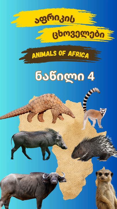 🐗💚 ნაწილი 4 აფრიკის ცხოველები 🐃🍀 Youtube
