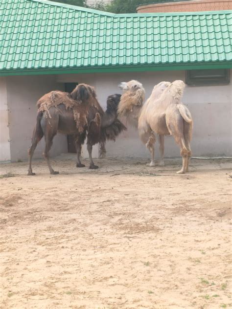 Star Shower Replacement Power Supply Adapter Plug V2 Intertek 5004021 Spectrum Laser Lights