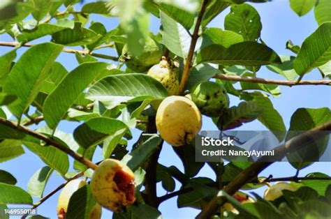 Psidium Guajava의 익은 새가 먹은 과일 0명에 대한 스톡 사진 및 기타 이미지 0명 건강한 식생활 과일 Istock