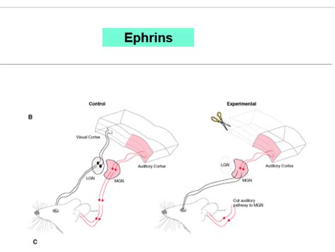 Developmental Biology Exam 3 Cell Signaling Neurulation Axonal Guidance Neural Crest