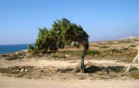 A Resilient Tree In The Storm Download Scientific Diagram