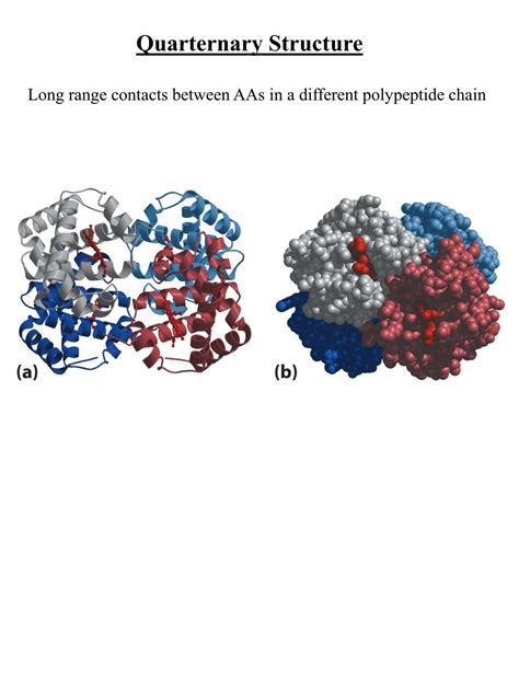 Ppt Structure Of Proteins Powerpoint Presentation Free Download Id