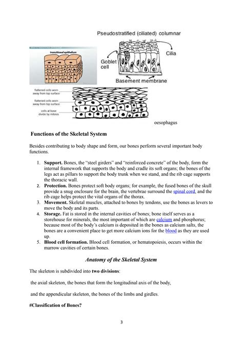 SOLUTION Skeletal System Anatomy And Physiology Studypool