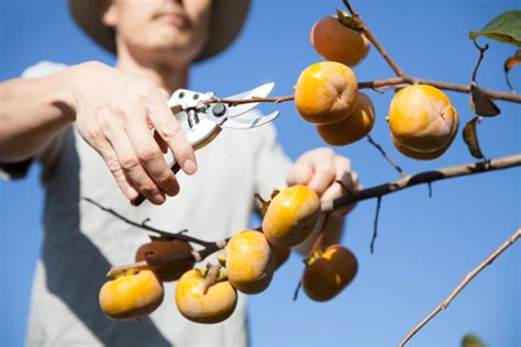 How To Prune A Persimmon Tree Techniques For Each Persimmon Variety