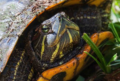 Yellow Bellied Slider Male Or Female