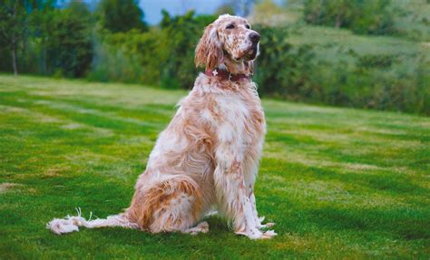Setter Inglese Petme