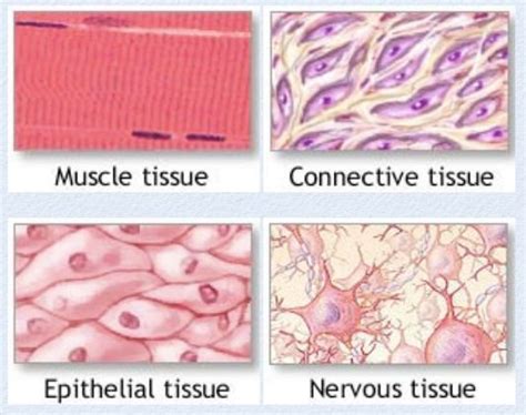 Epithelial Tissue Drawing
