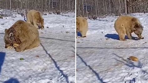 ვიდეო უსაყვარლესი დათუნიები ცხვარიჭამიიდან კადრები ინტერნეტში ვრცელდება