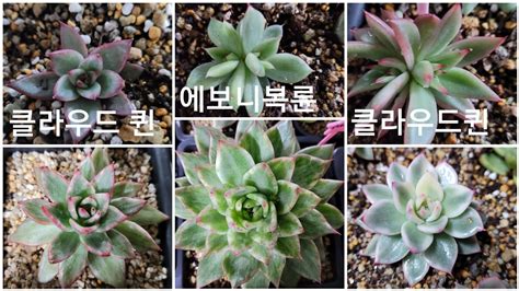 14 설홍 키메라금 안동먼디 클라우드 퀸 금 다육 다육이 Succulent 품어 보세요♡♡ Youtube