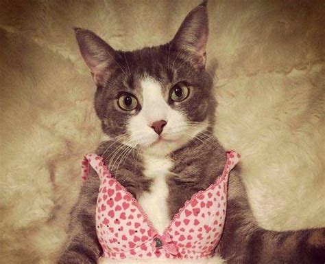 Sweet Tea Secrets From A Badd Kitty Jane Jenkins Herlong