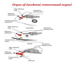 Receptor Organs In Vertebrates Pdf