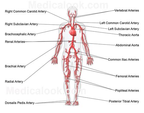 Diagram Main Arteries Human Body Anatomy Pinterest Body Diagram