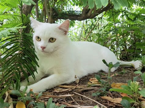 จะนอนค้าง กลางดง ในพงหญ้า แมวทองมี กวีพเนจร