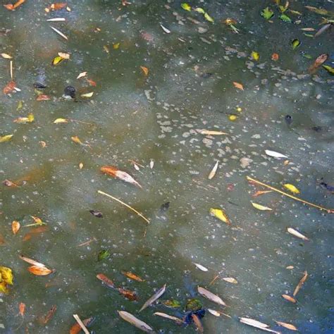 How To Reduce Turbidity In Pond Water Methods Pond Informer