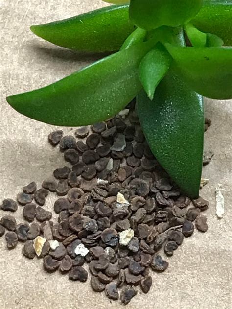 One Of My Seed Grown Kanna With Some Extra Seeds Rkanna