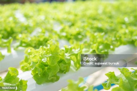 토양을 사용하거나 다른 유형의 수경 야채를 호출하지 않고 야채를 재배 유기 야채 식품 건강 농업 제한된 공간의 개념 건강한 생활방식에 대한 스톡 사진 및 기타 이미지