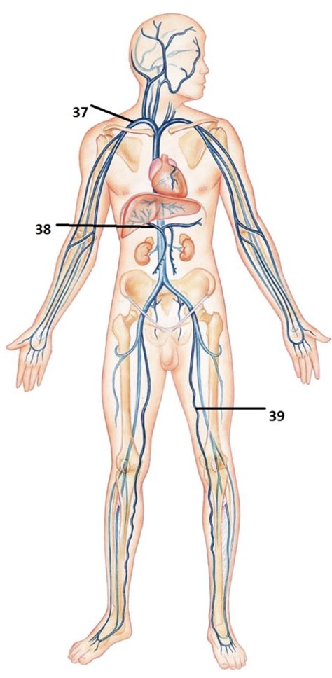 Veins Diagram Quizlet