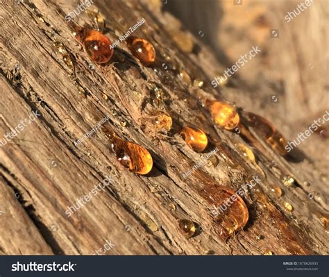 Natural Sap Images Stock Photos Vectors Shutterstock