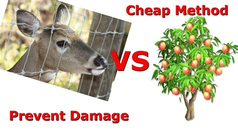 How To Keep Deer From Eating White Pine Trees At Phillip Dorsey Blog