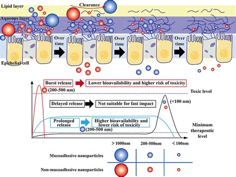 Phagocytosis Process Diagram