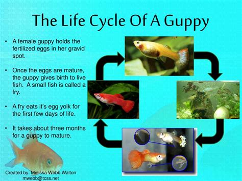 Life Cycle Of A Goldfish