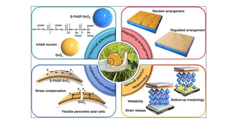Multifunctional Regulation Of Sno2 Nanocrystals By Snail Mucus For Preparation Of Rigid Or