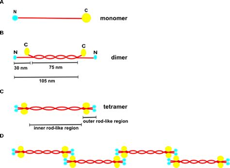 Schematic Drawings Of The Structures Of A Monomer B Dimer C