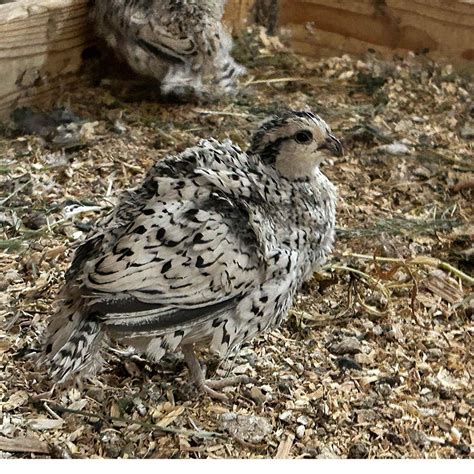 Live Bobwhite Quail Chicks For Sale Strombergs Chickens