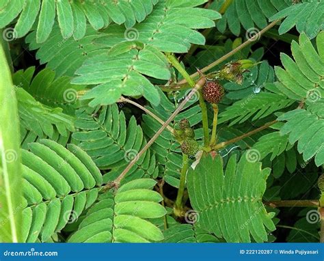 Esta Flor Se Llama Flor De Princesa Tímida Con El Nombre Científico