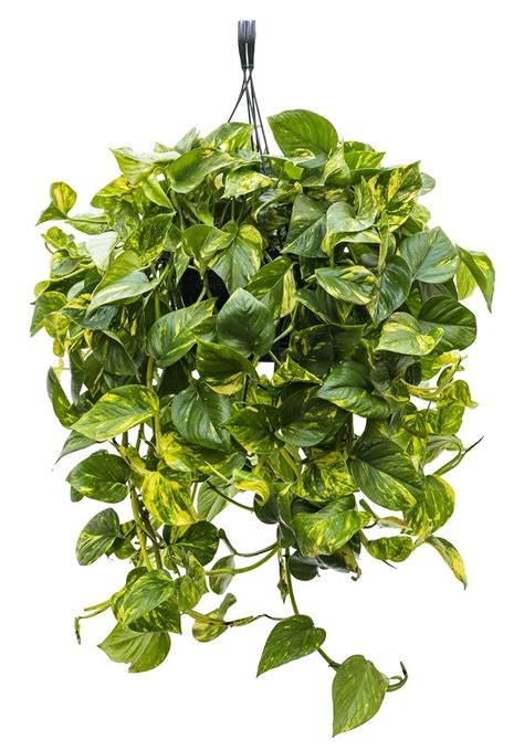 Jouw Scindapsus Aureus Kopen Kamerplanten Beste Kamerplanten Planten