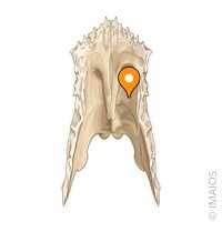 鼻骨 E Anatomy Imaios