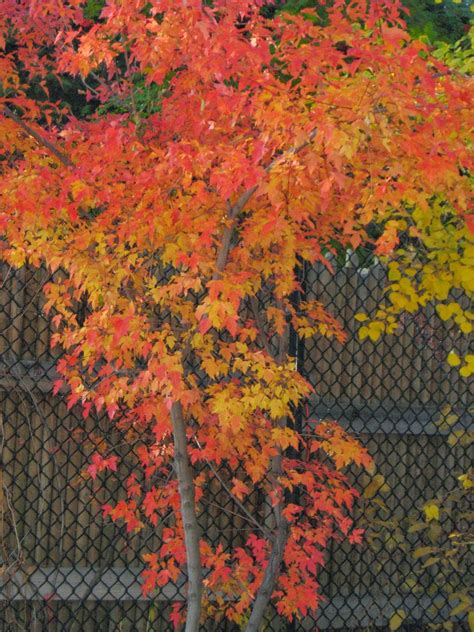 Great Fall Color Amur Maple