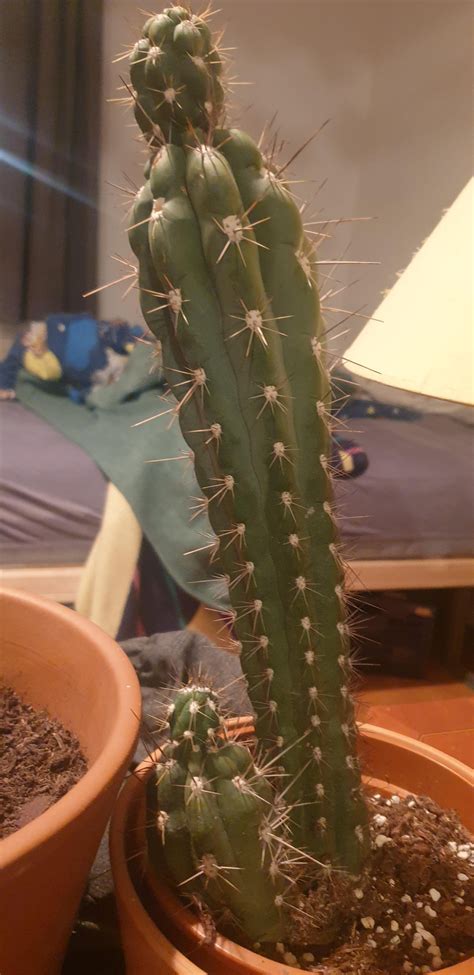 Please Help Me Identify This Cactus Rsanpedrocactus
