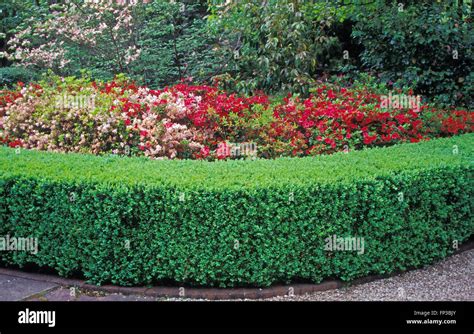 Garden Hedge Plants Australia Bad Breath Gum