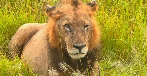 Safari Wildlife From Zanzibar To Mikumi 3 Days 2 Nigths Getyourguide