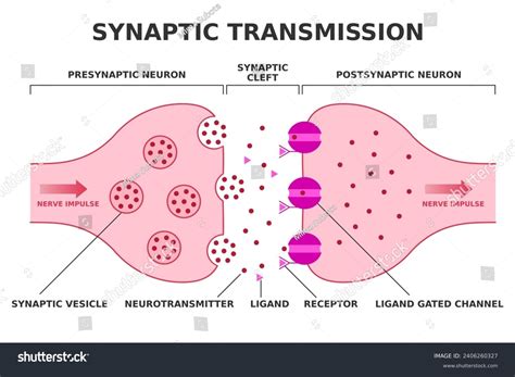 Neuron Cleft Diagram Solved Given A Diagram Serotonin In The Synaptic