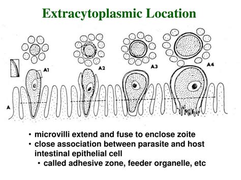 Ppt Coccidia Powerpoint Presentation Free Download Id 945488