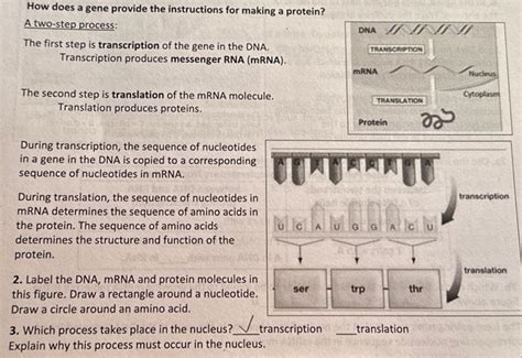 Solved The Second Step Is Translation Of The MRNA Molecule Chegg Com