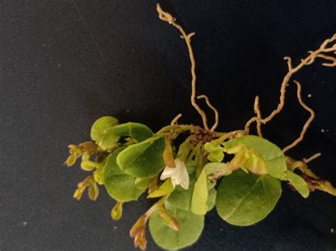 How To Grow Evolvulus Nummularius Earthone