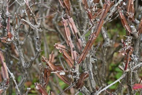 Corky Wings Of The Winged Spindle Euonymus Alatus Tree Stock Image
